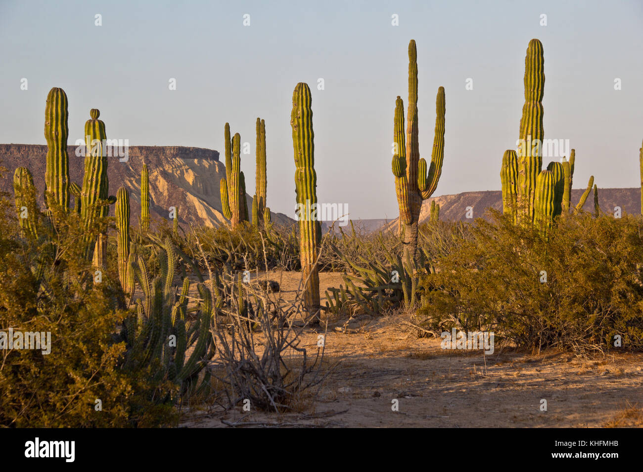 Baja desert hi-res stock photography and images - Alamy