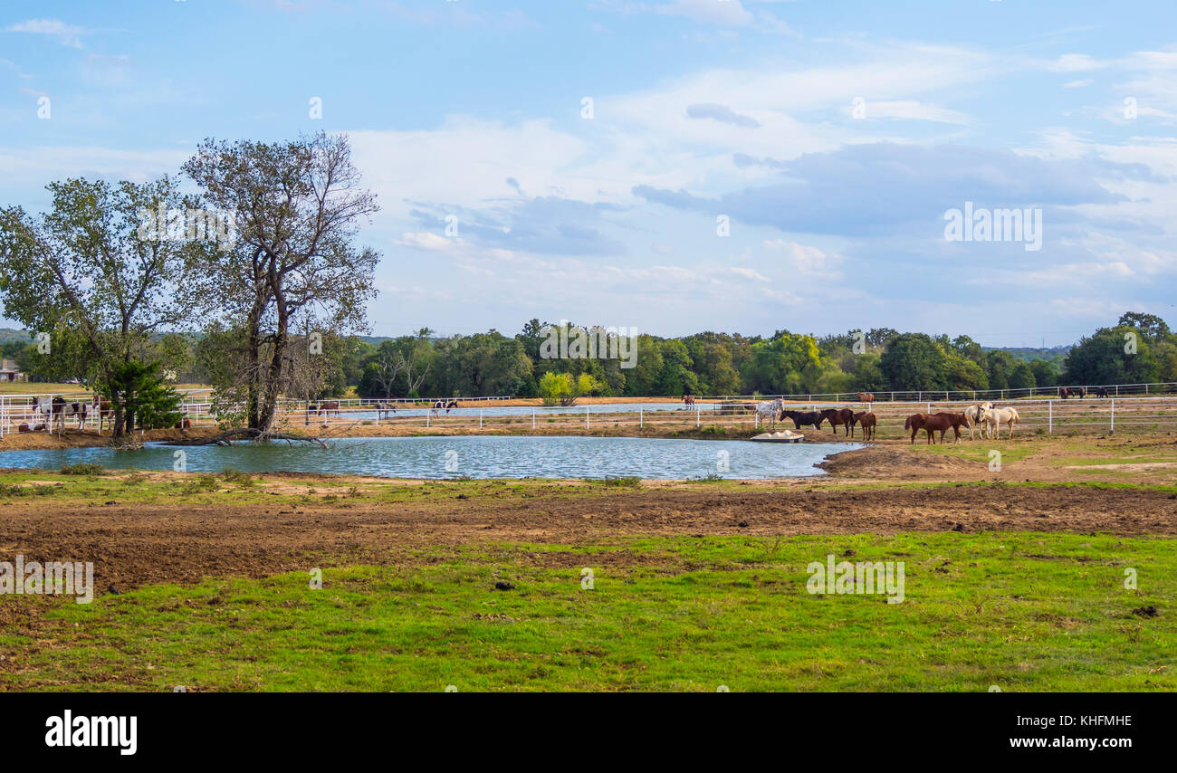 Beautiful little pond on a farm in Oklahoma Stock Photo - Alamy