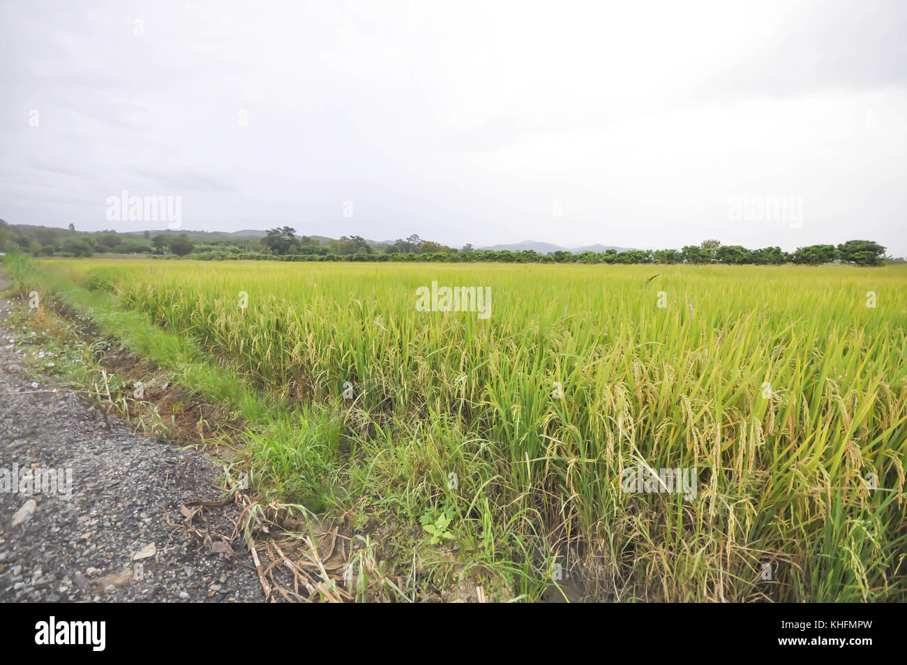 rice plant ,paddy field or rice field Stock Photo - Alamy