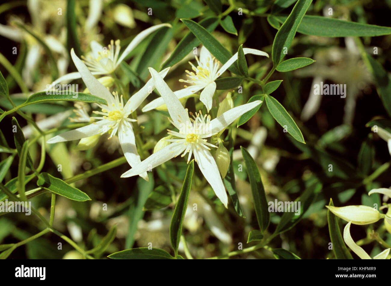 Small-leaved clematis (Clematis microphylla), closeup of four-petalled ...