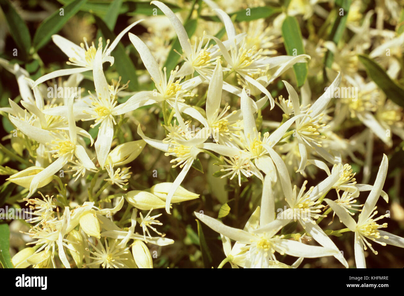 Small-leaved clematis (Clematis microphylla), closeup of four-petalled ...