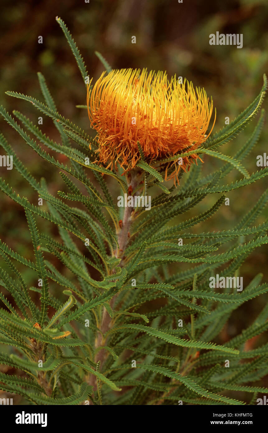 Dryandra High Resolution Stock Photography and Images - Alamy