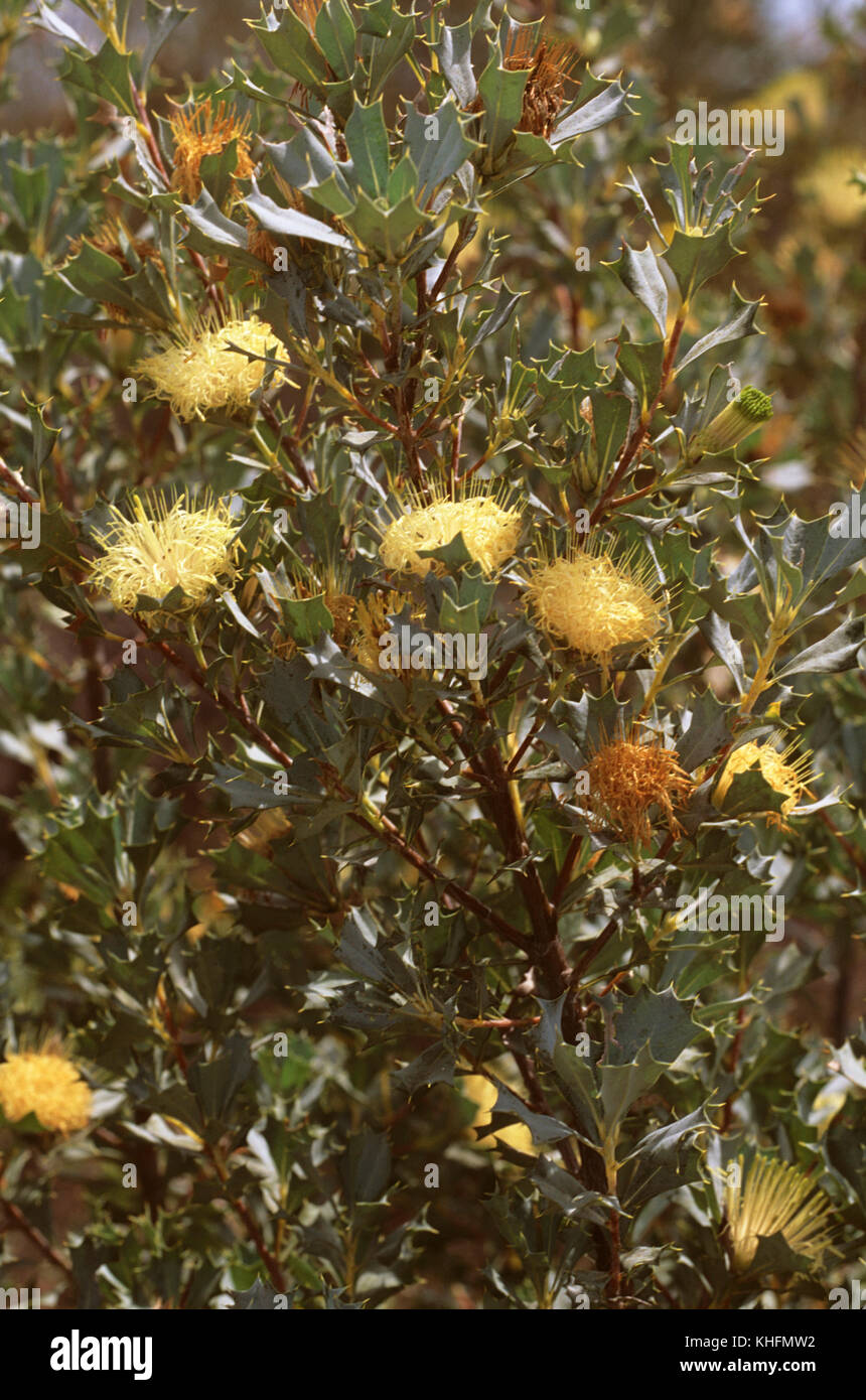 Parrot bush (Banksia sessilis), flowers winter to late spring with ...