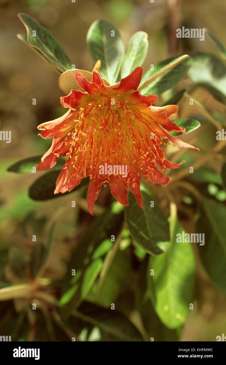 Tamala hi-res stock photography and images - Alamy