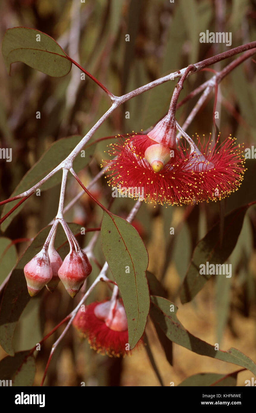 Gungurru (Eucalyptus caesia magna), closeup of delicate red flowers ...