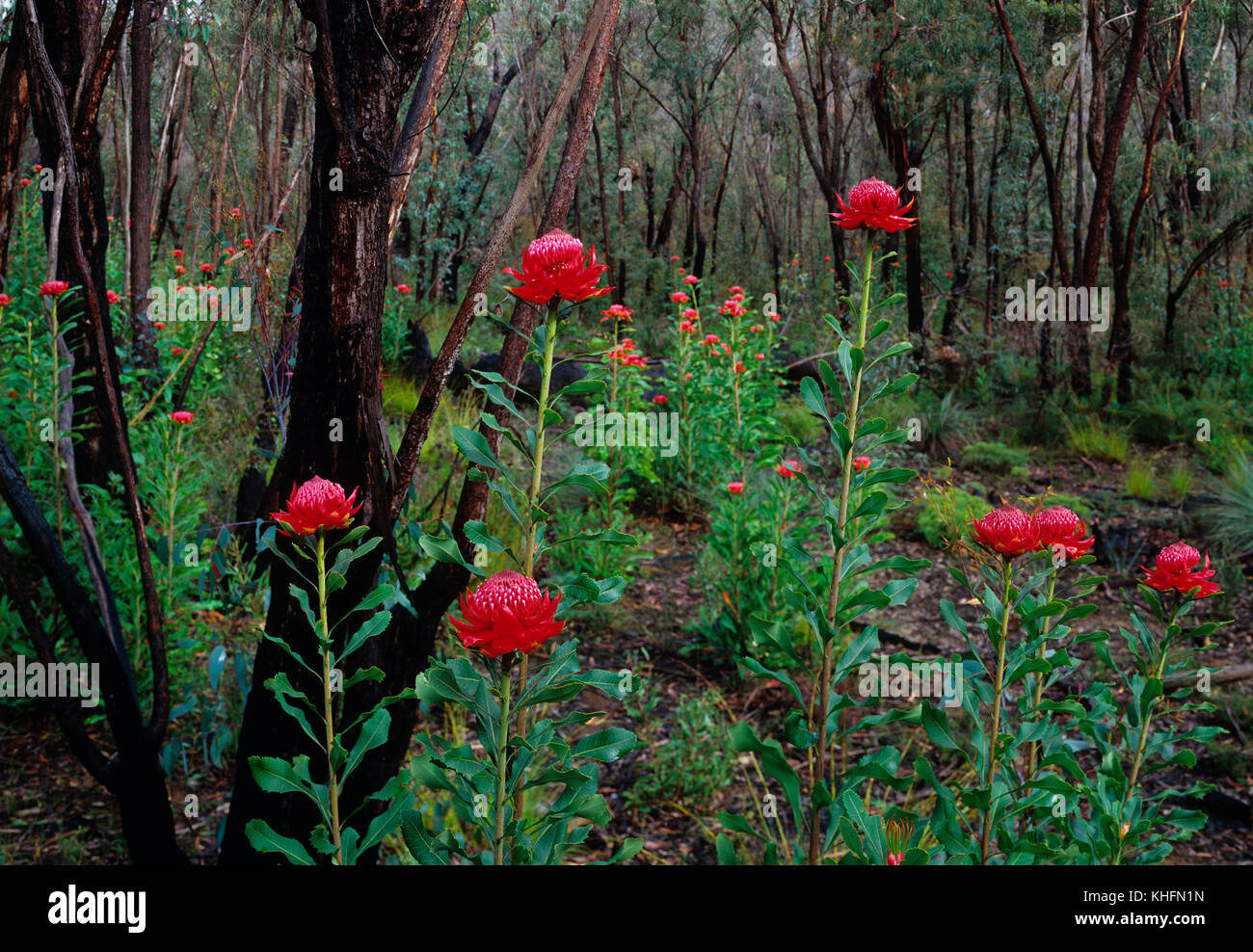 New South Wales waratah (Telopea speciosissima), in flower in forest ...