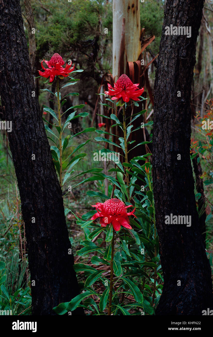 New South Wales waratah (Telopea speciosissima), in flower in forest ...