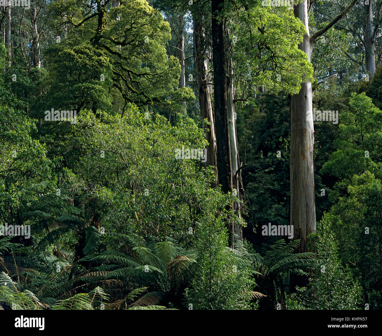 Mountain swamp gum hi-res stock photography and images - Alamy