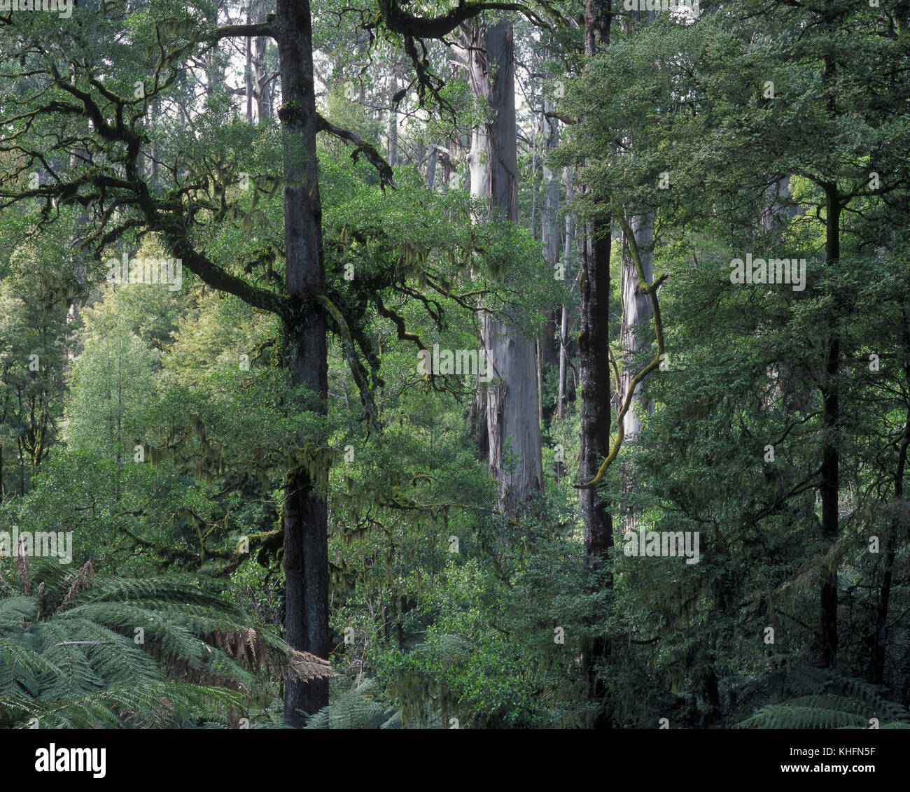 Cool temperate rainforest gully with emergent Mountain ash (Eucalyptus ...