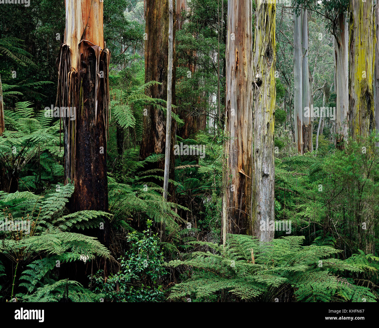 Tall open forest of Mountain ash (Eucalyptus regnans), with shrubby ...