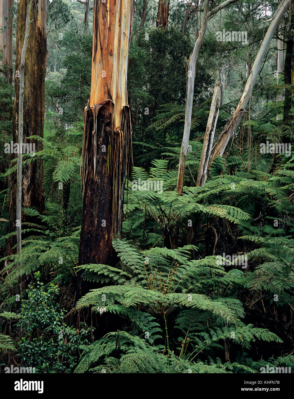 Tall open forest of Mountain ash (Eucalyptus regnans), with shrubby ...