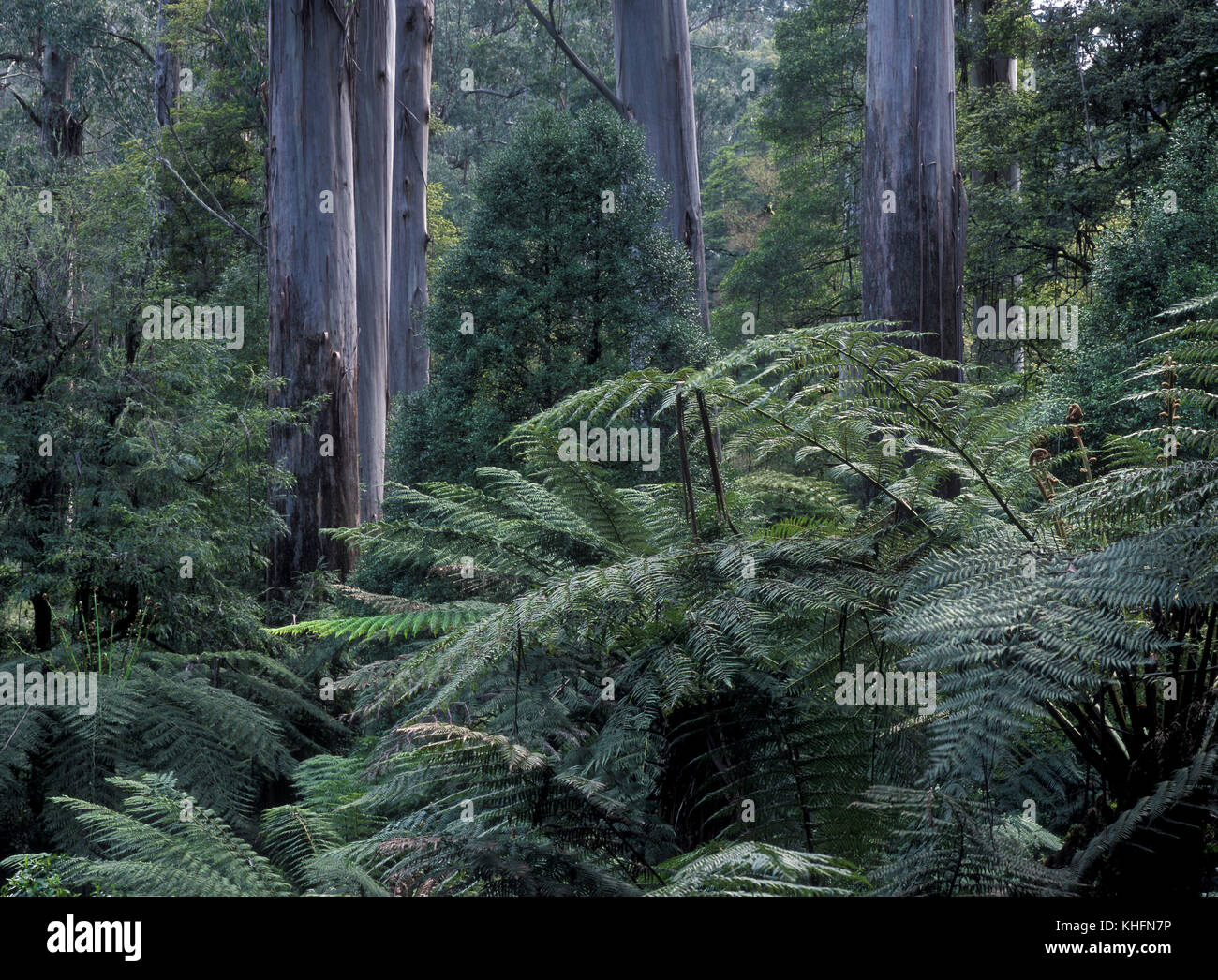 Tall open forest of Mountain ash (Eucalyptus regnans), with shrubby ...