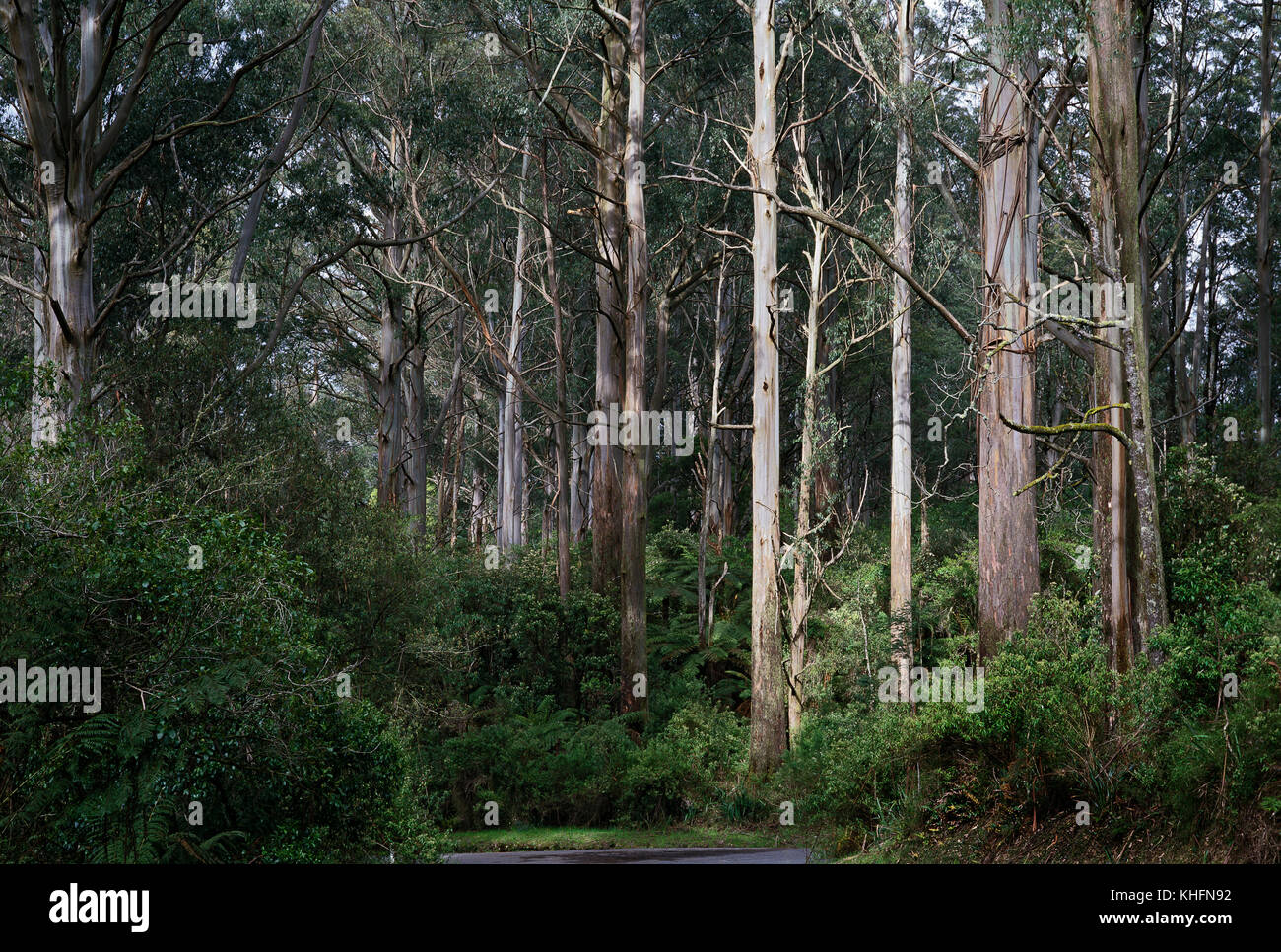 Montane Temperate Forest Stock Photos & Montane Temperate Forest Stock ...