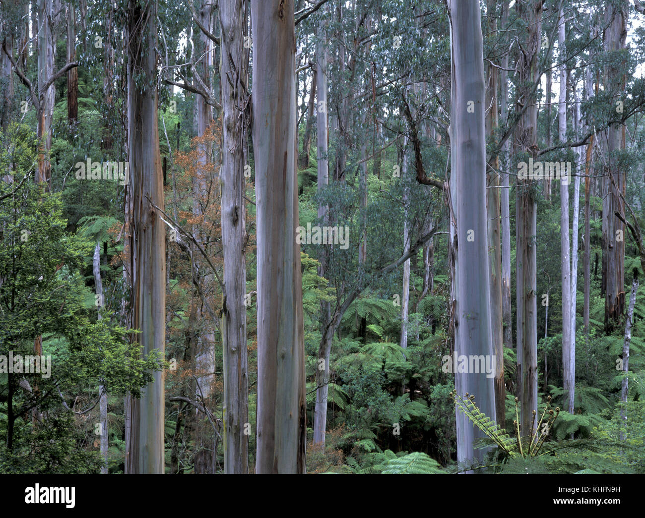 Tall open Mountain ash forest (Eucalyptus regnans), with shrubby ...