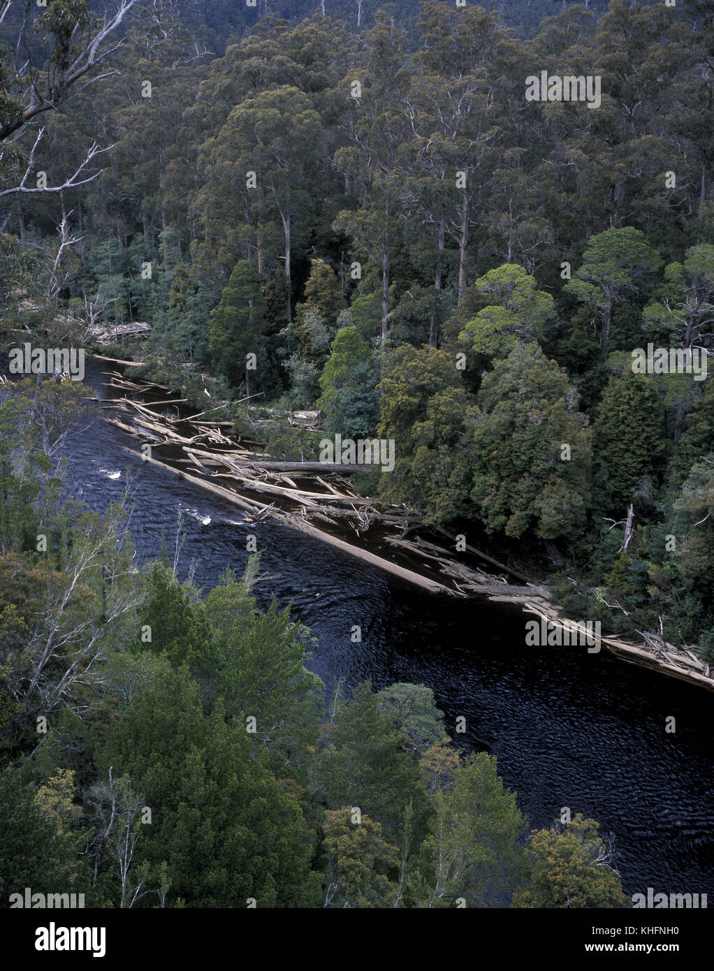Tall eucalypt forest of Messmate stringybark (Eucalyptus obliqua), with ...