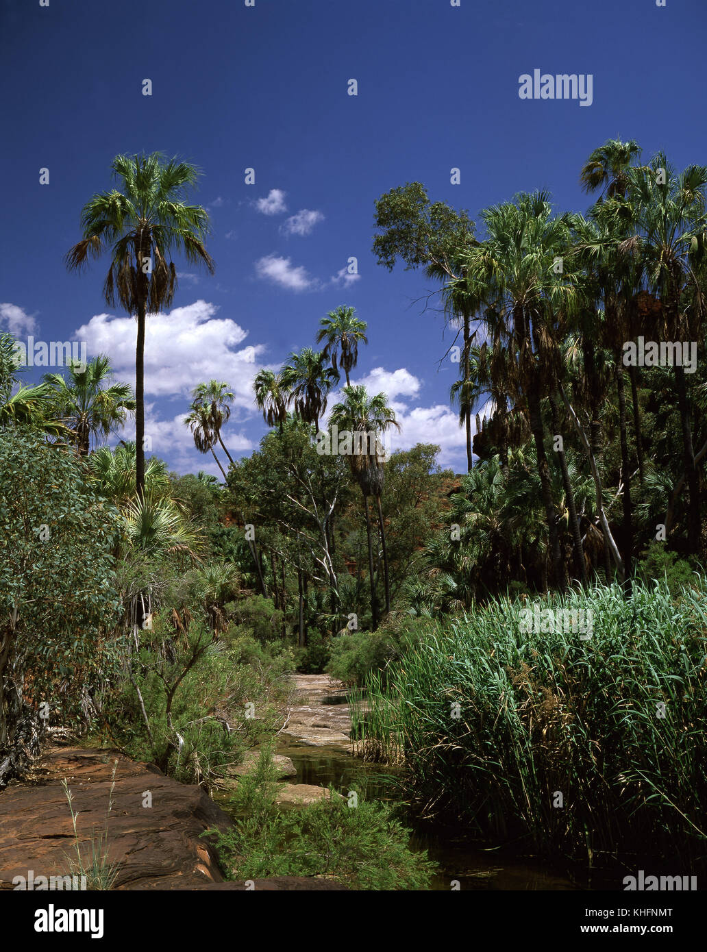 Red cabbage palm (Livistona mariae), living fossils from when lush ...