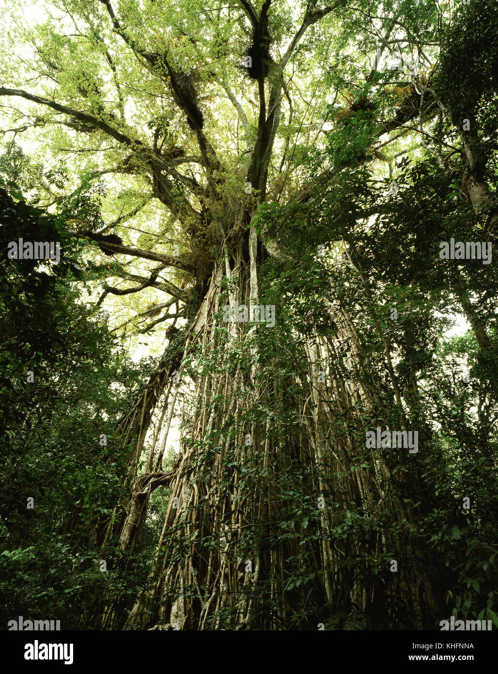 White fig (Ficus virens), with long aerial root system. This tree is ...