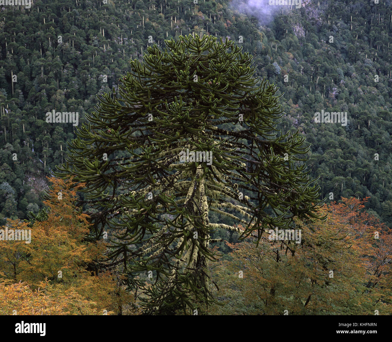 Monkey puzzle tree (Araucaria araucana), with mixed forest of Araucaria ...