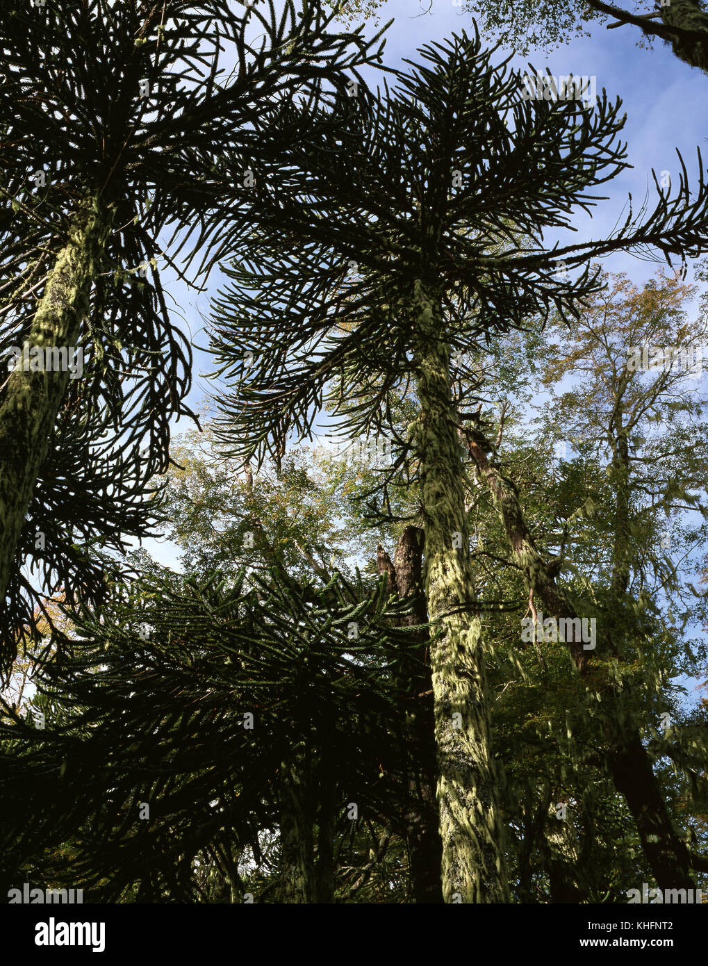 Montane temperate forest hi-res stock photography and images - Alamy