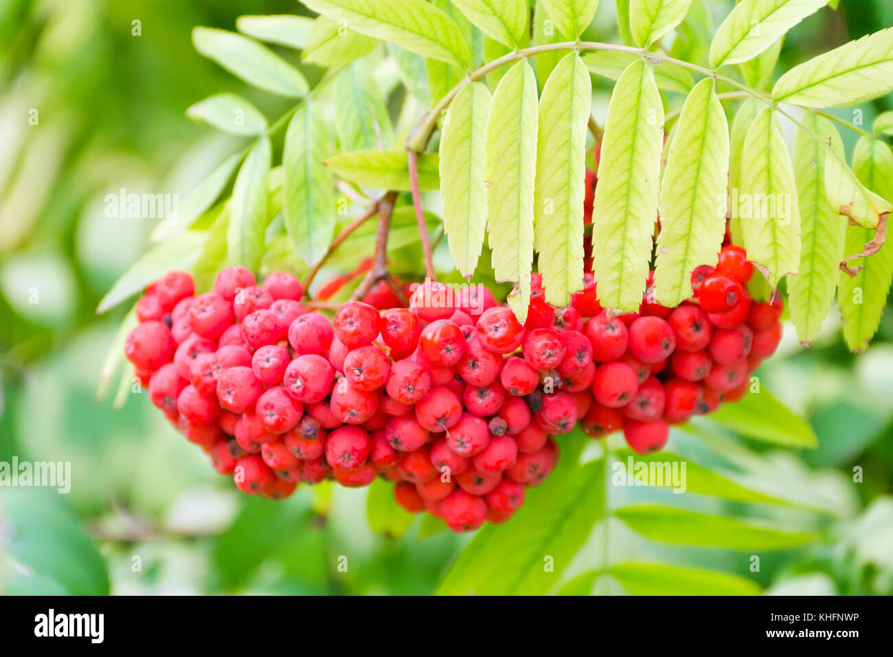 Photo of the red ripe rowanberry branch Stock Photo - Alamy
