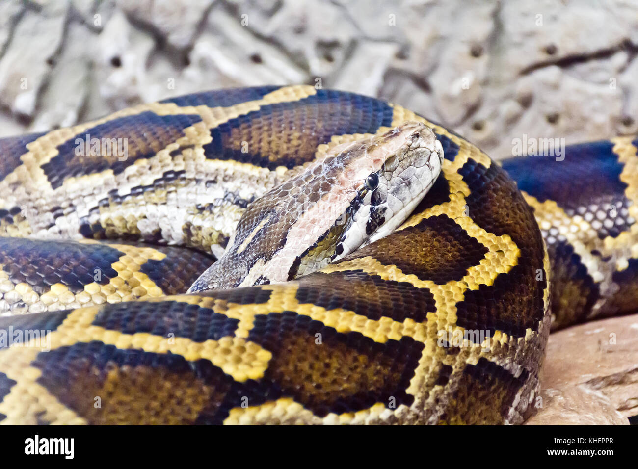 Photo of snake python in the midst of stones Stock Photo - Alamy