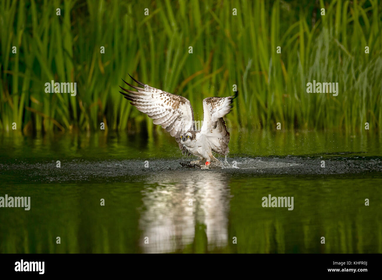 Eurasian Otter sitting on a stone Stock Photo - Alamy