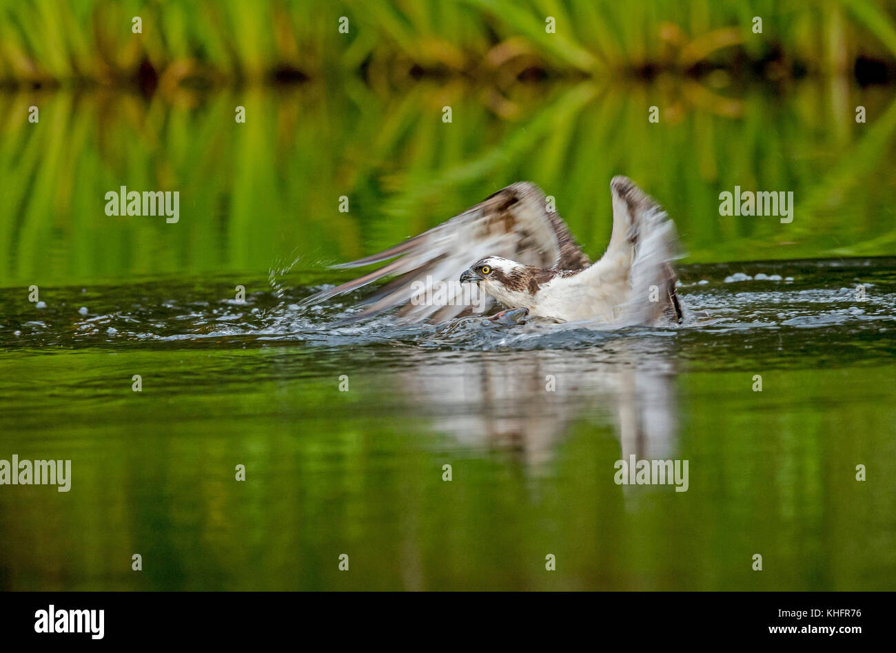 Eurasian Otter sitting on a stone Stock Photo - Alamy