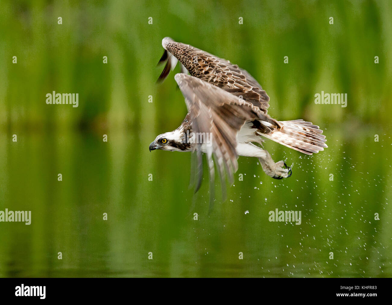 Eurasian Otter sitting on a stone Stock Photo - Alamy