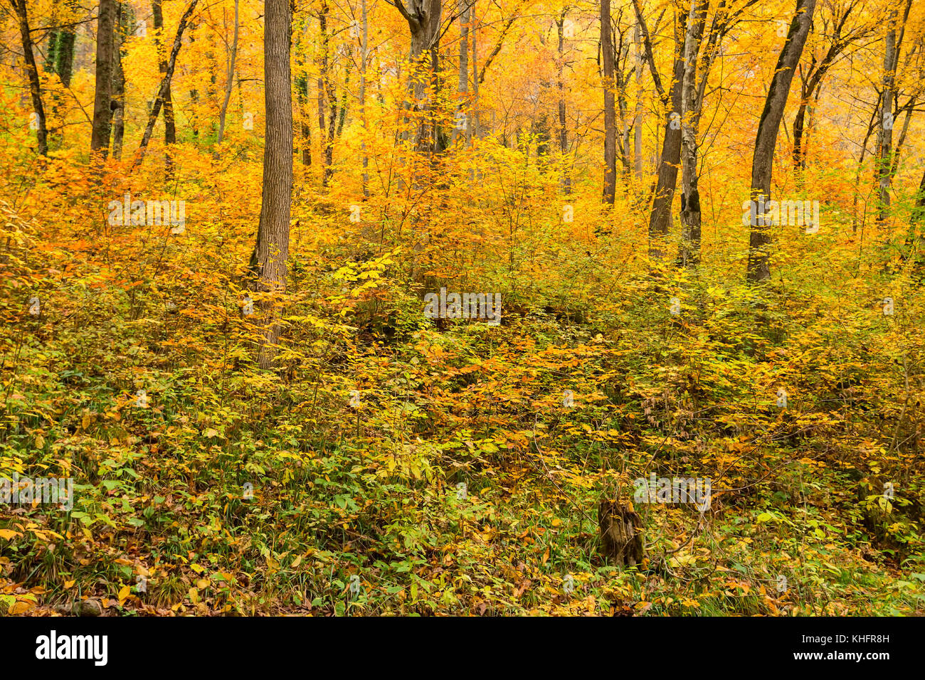 Scenic landscape of forest in fall Stock Photo - Alamy