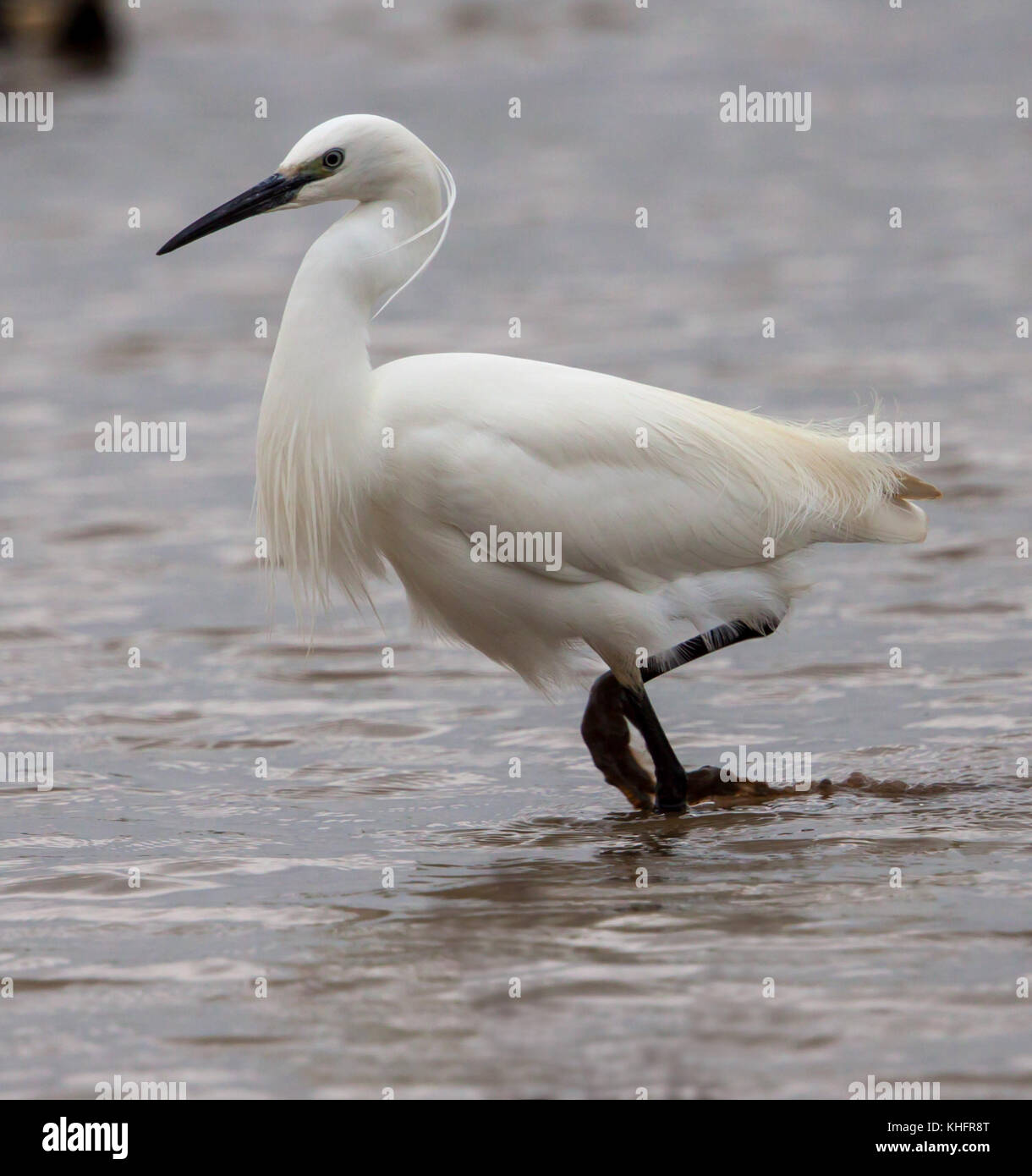 Little Egret at Slimbridge WWT Stock Photo - Alamy