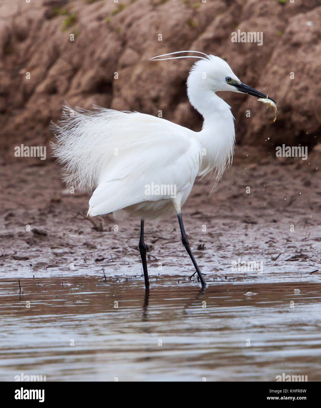 Little Egret at Slimbridge WWT Stock Photo - Alamy