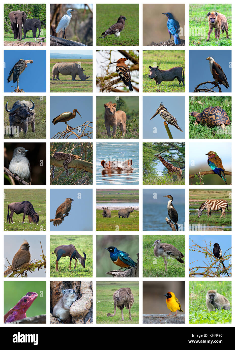 African safari collage. Wildlife variety Stock Photo - Alamy