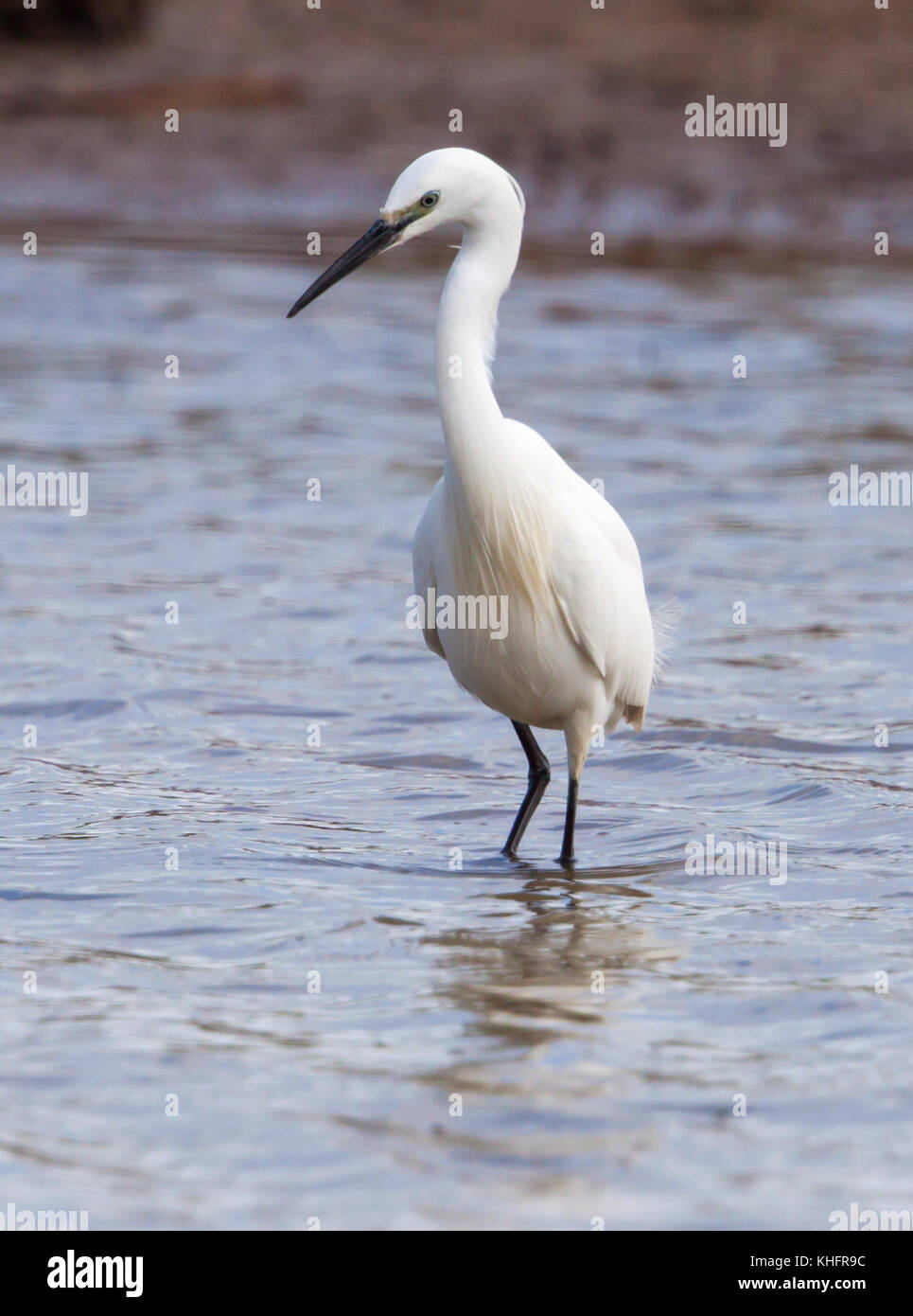 Little Egret at Slimbridge WWT Stock Photo - Alamy