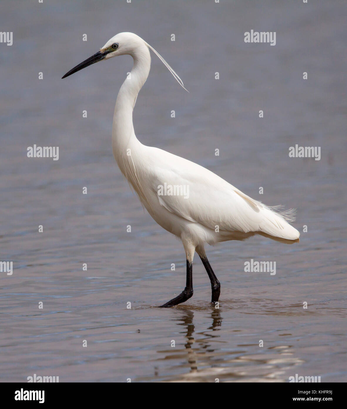 Little Egret at Slimbridge WWT Stock Photo - Alamy