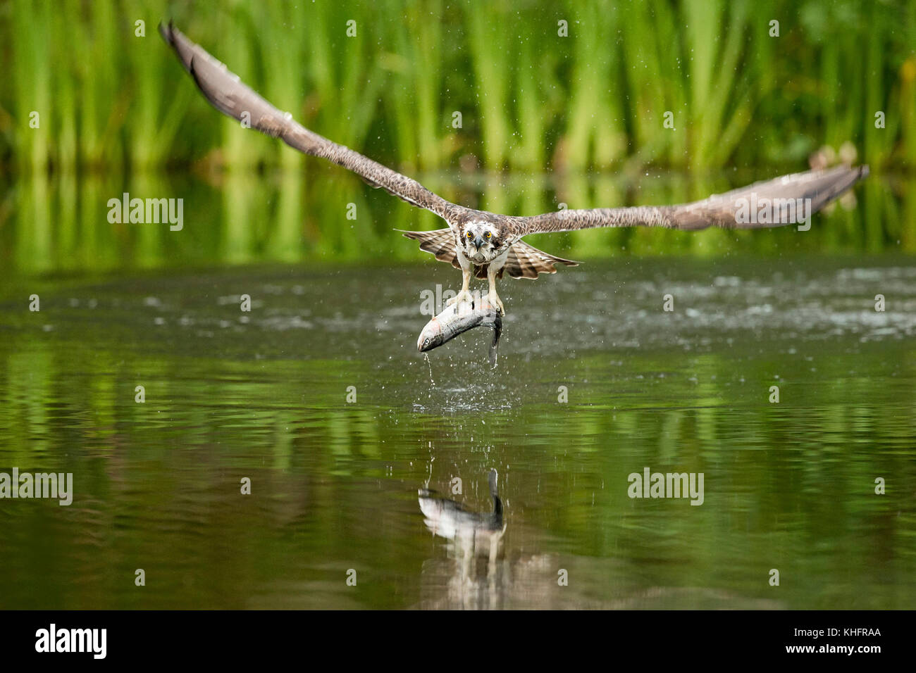 Eurasian Otter sitting on a stone Stock Photo - Alamy