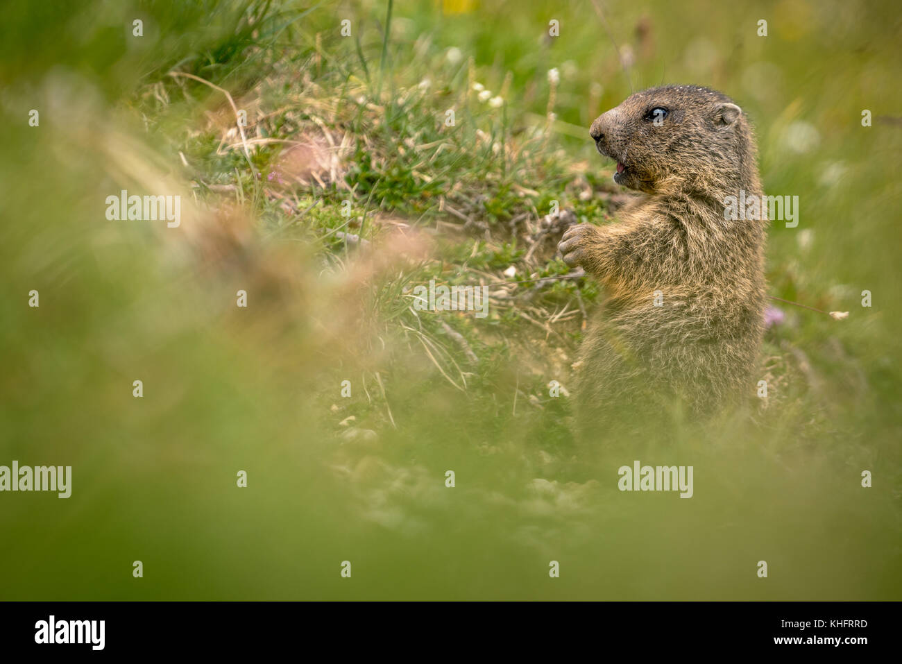 Alpine marmot baby hi-res stock photography and images - Alamy