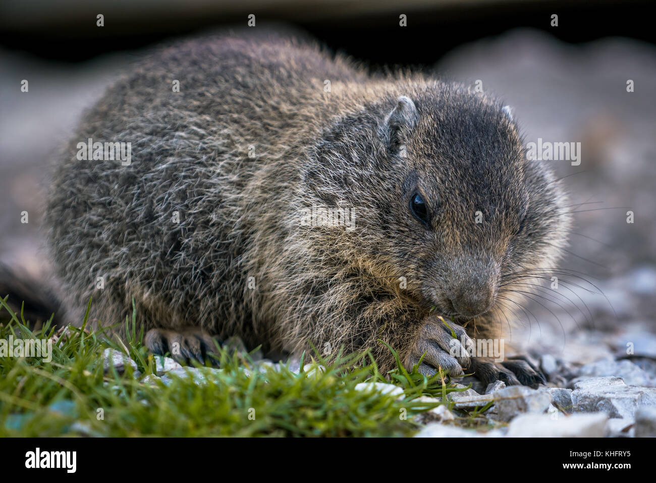 Alpine marmot flowers hi-res stock photography and images - Alamy