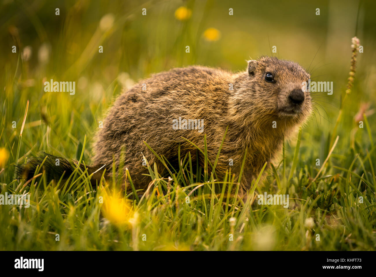 Marmots Portrait High Resolution Stock Photography and Images - Alamy