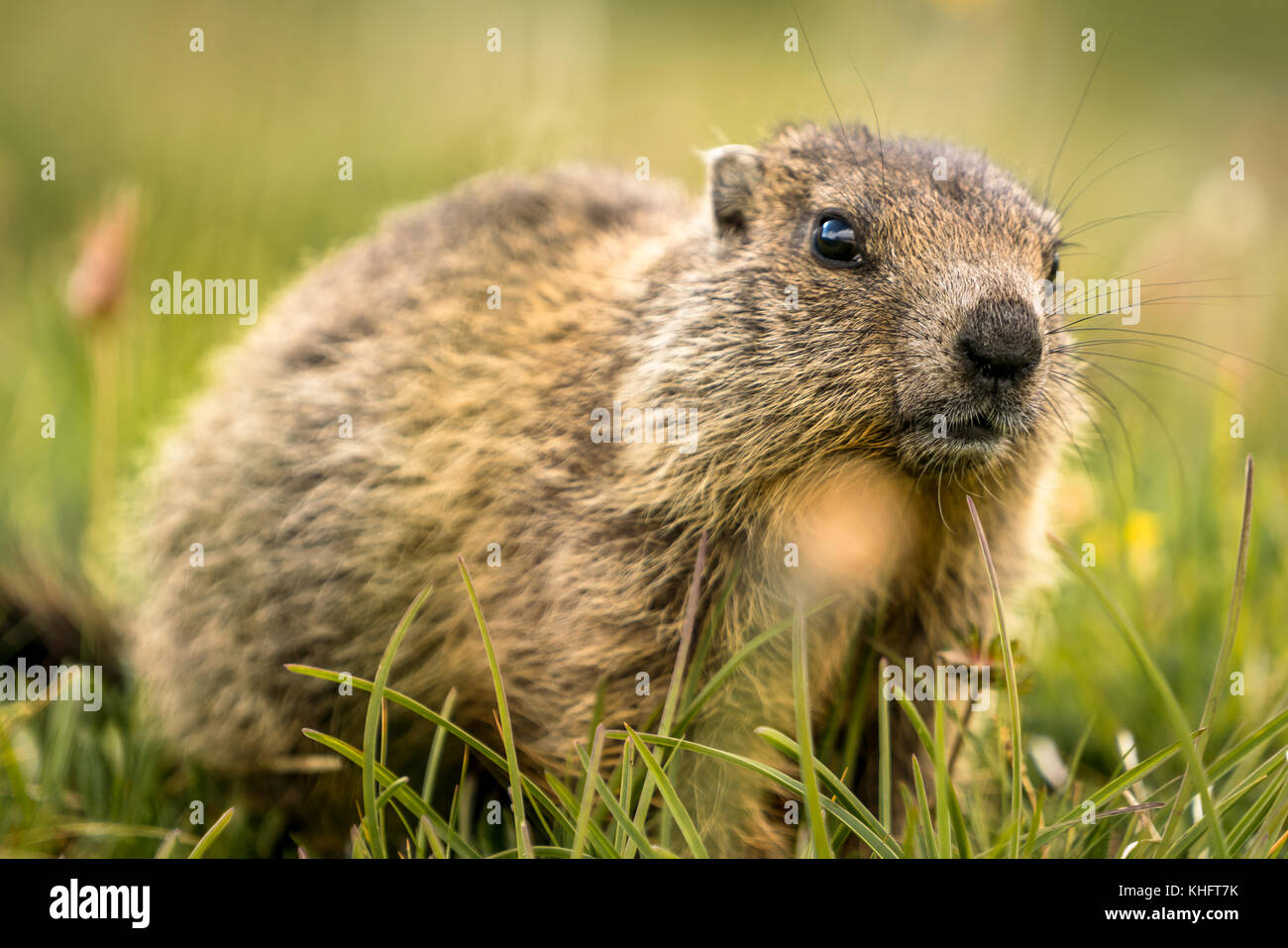 Marmots Portrait High Resolution Stock Photography and Images - Alamy