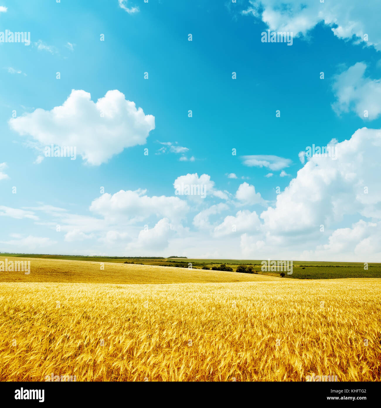 golden harvest and blue sky Stock Photo - Alamy