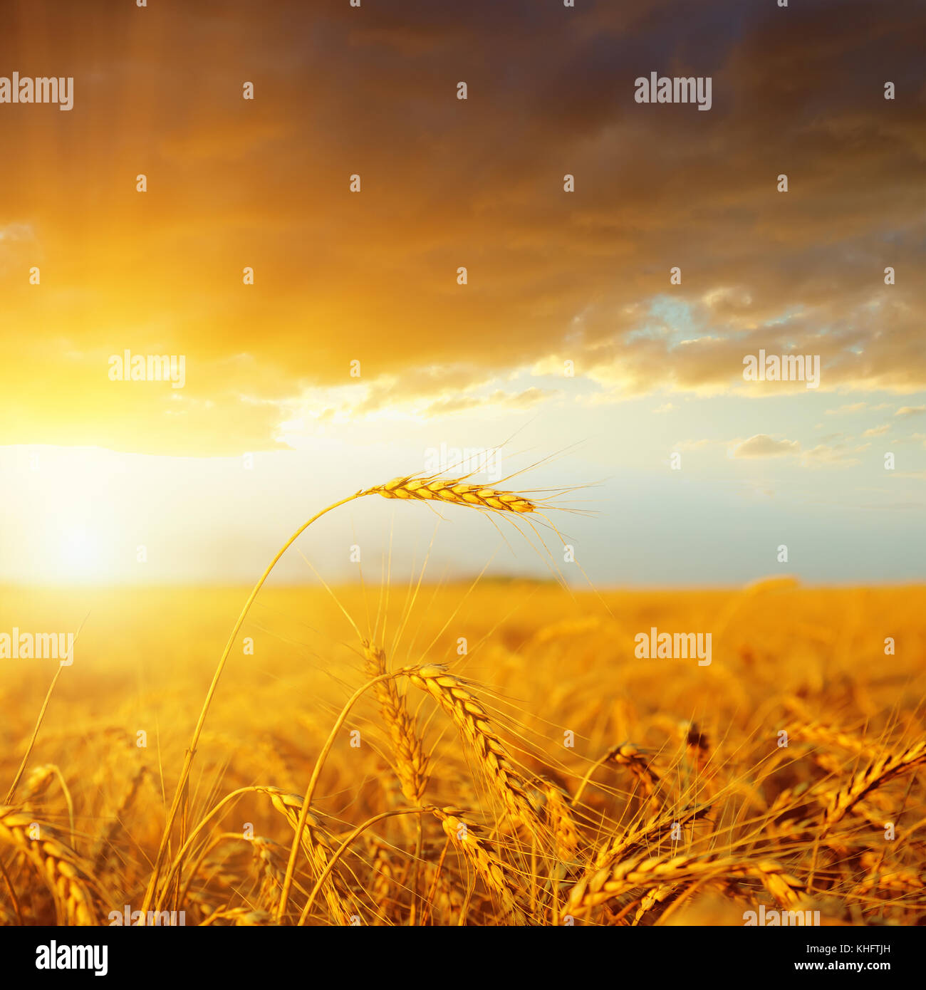sunset over golden harvest Stock Photo - Alamy