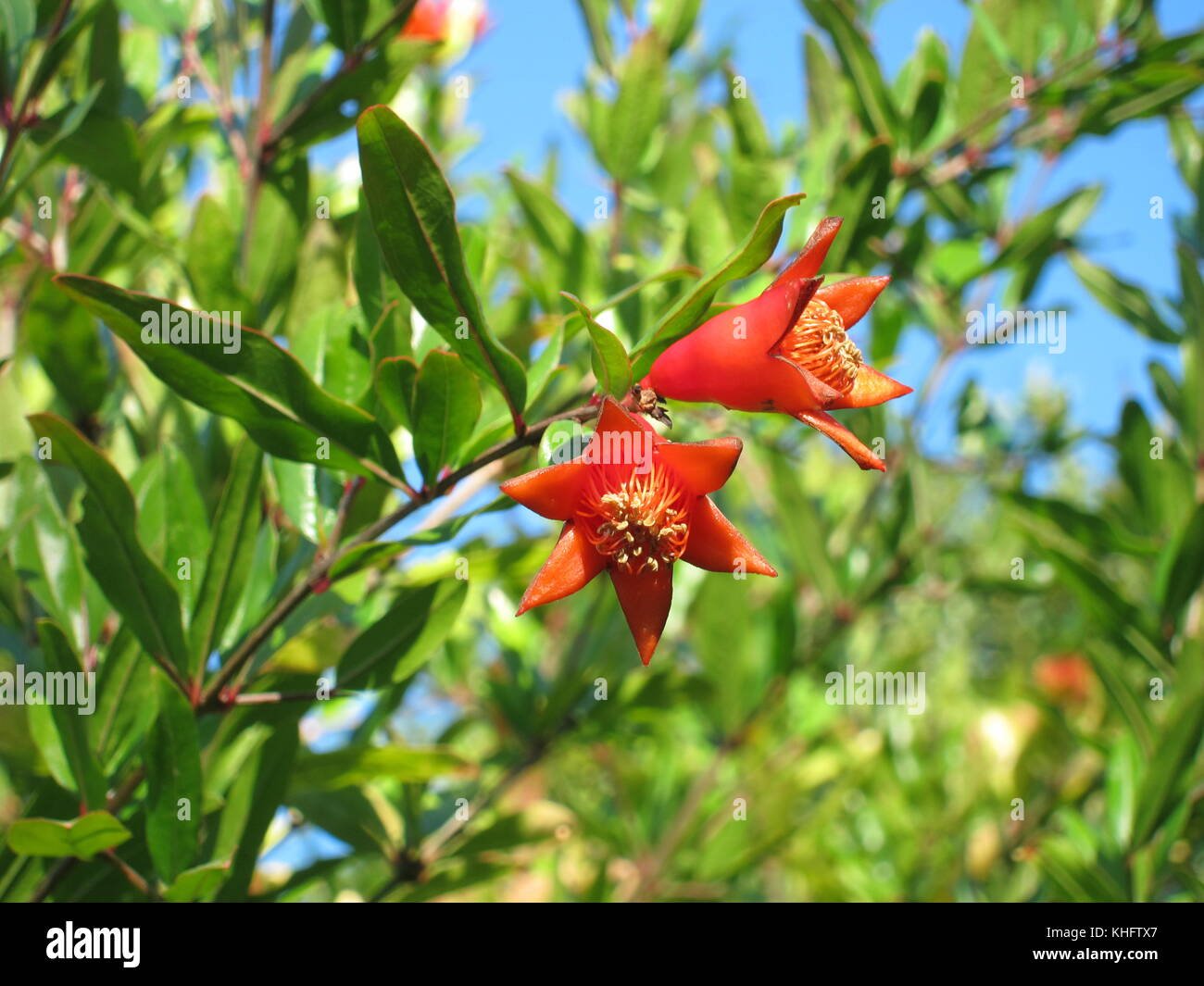 Pomegranate flowers on tree Stock Photo - Alamy