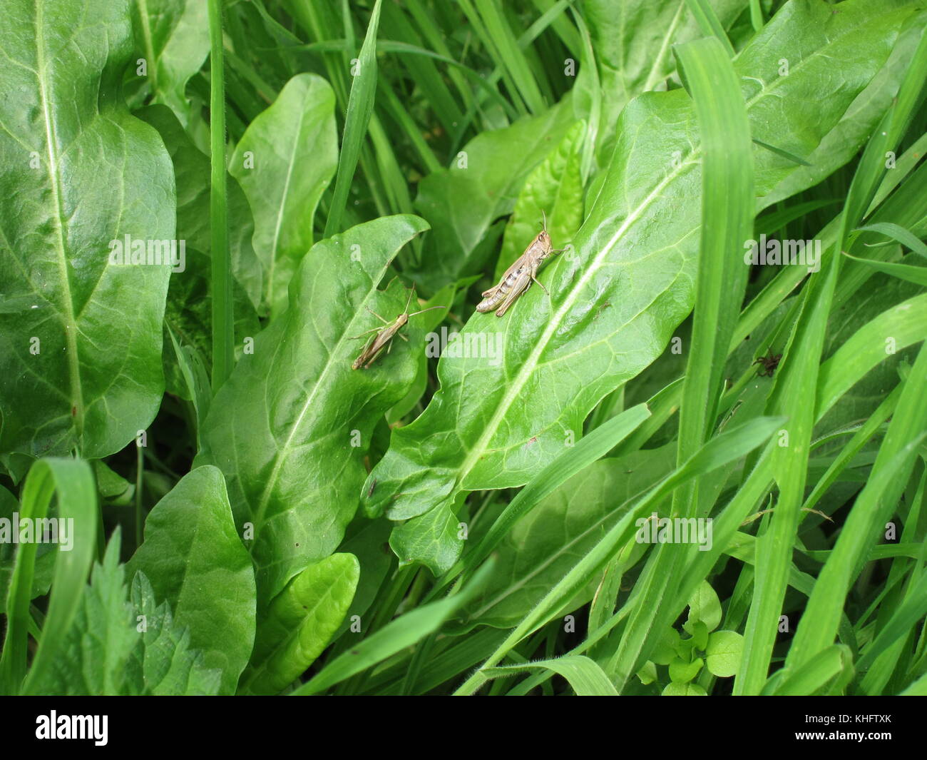 Locusts feeding hi-res stock photography and images - Alamy