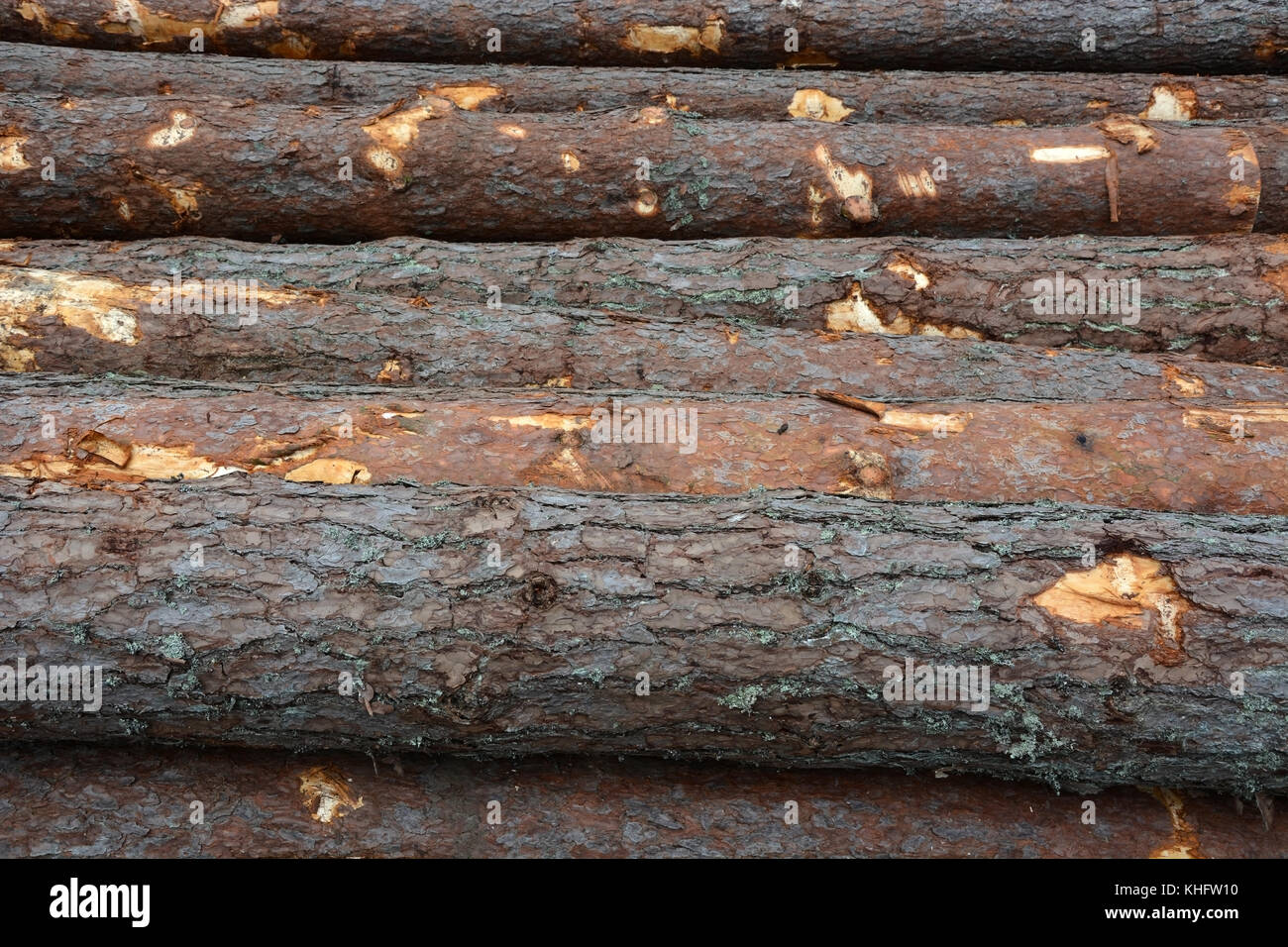 Pine trunks. Picture can be used as a background Stock Photo - Alamy