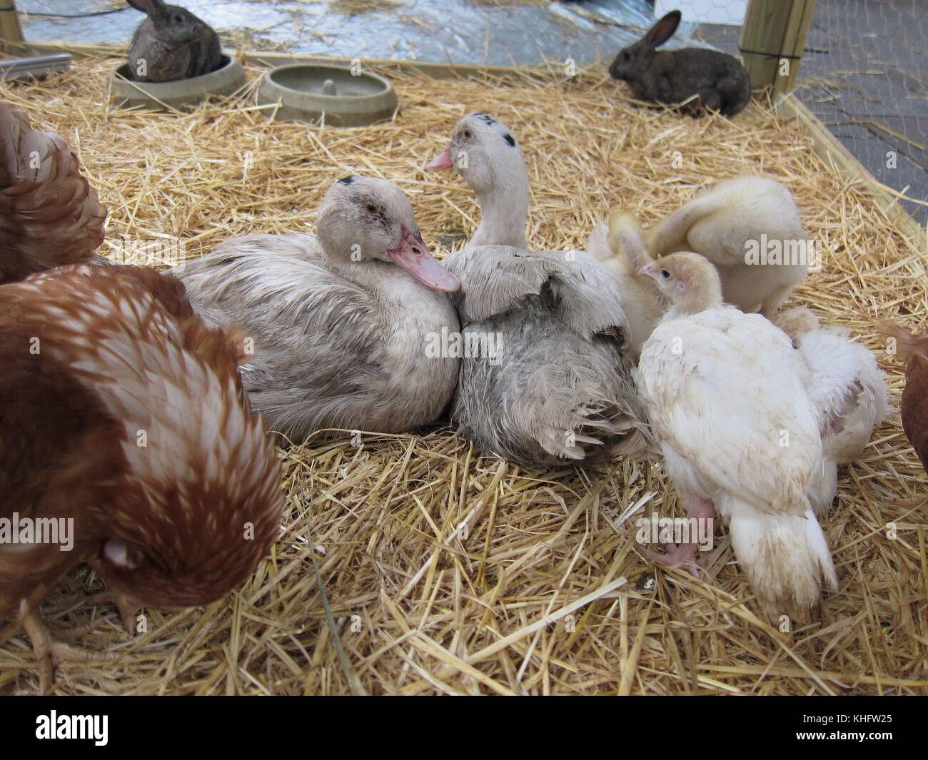 Poultry sector hi-res stock photography and images - Alamy