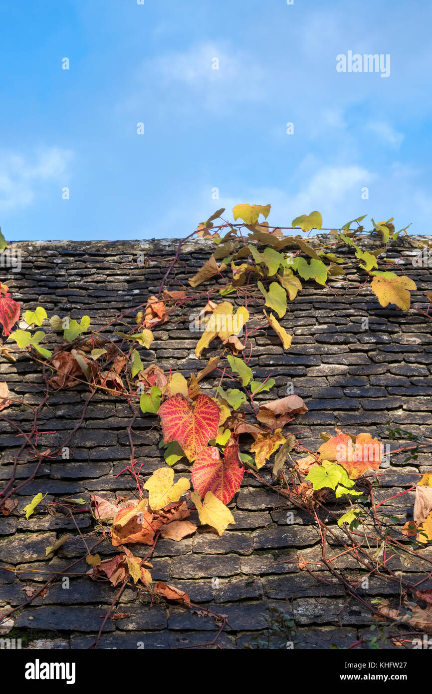 Vine roof hi-res stock photography and images - Alamy
