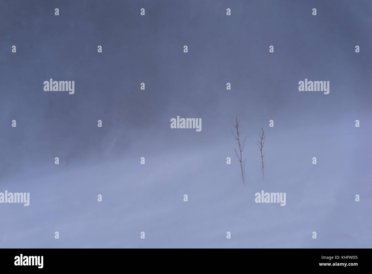 Abstract Shapes In Nature High Resolution Stock Photography and Images ...