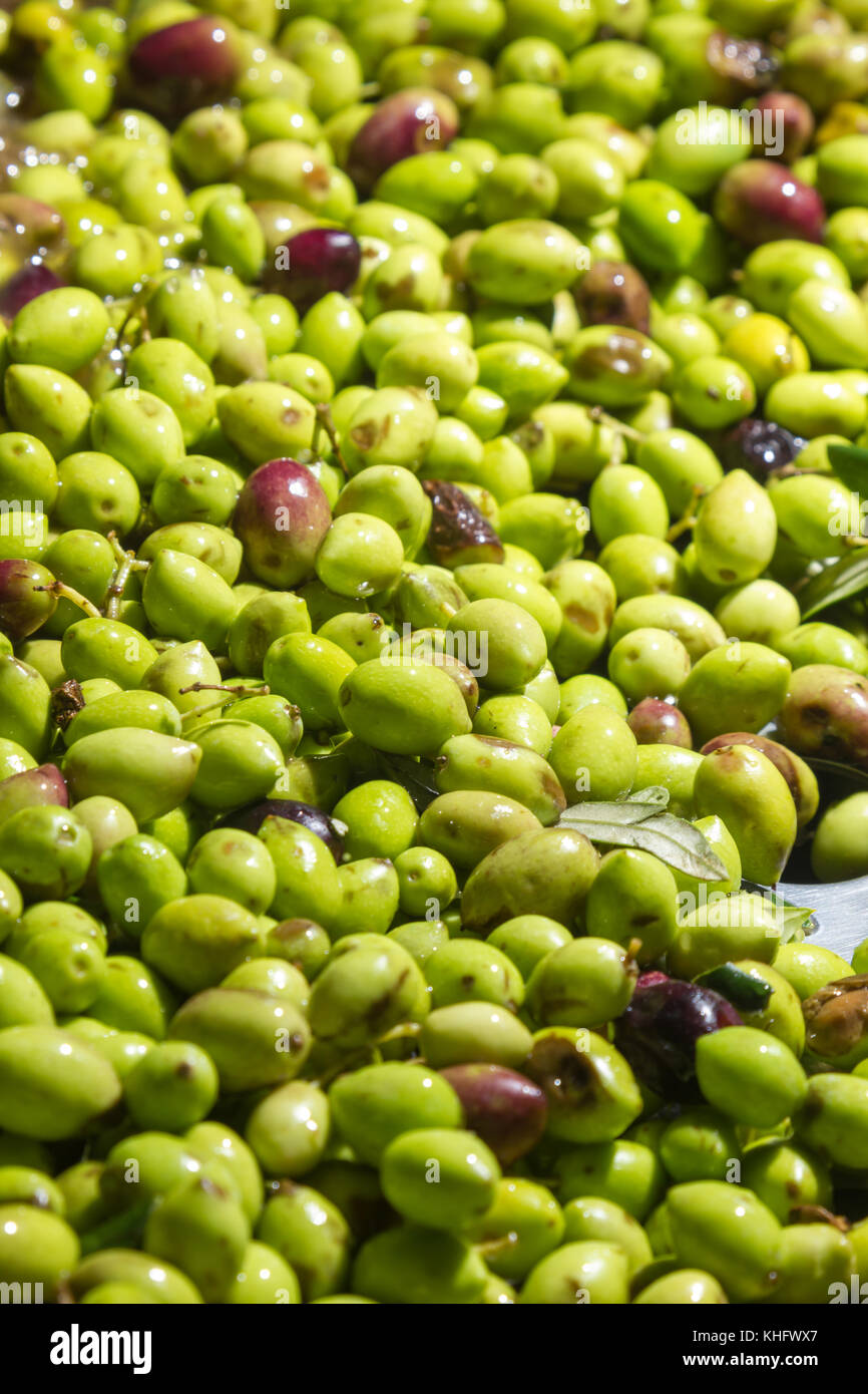 olives into small scale olive oil mill factory for extracting extra ...