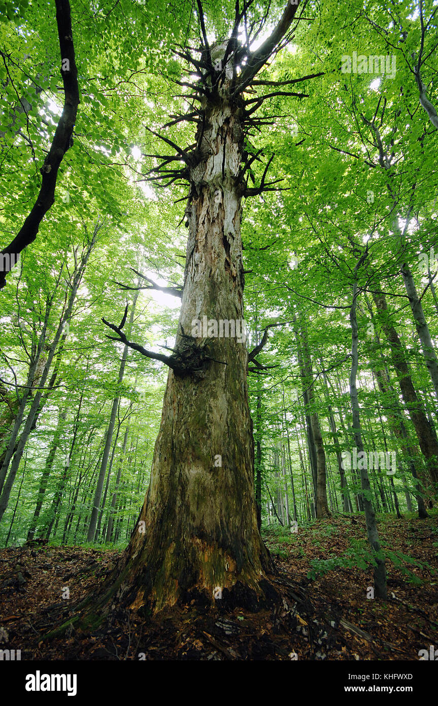 Mionsi beech-fir forest, Beskids, Beskid Mountains Stock Photo - Alamy