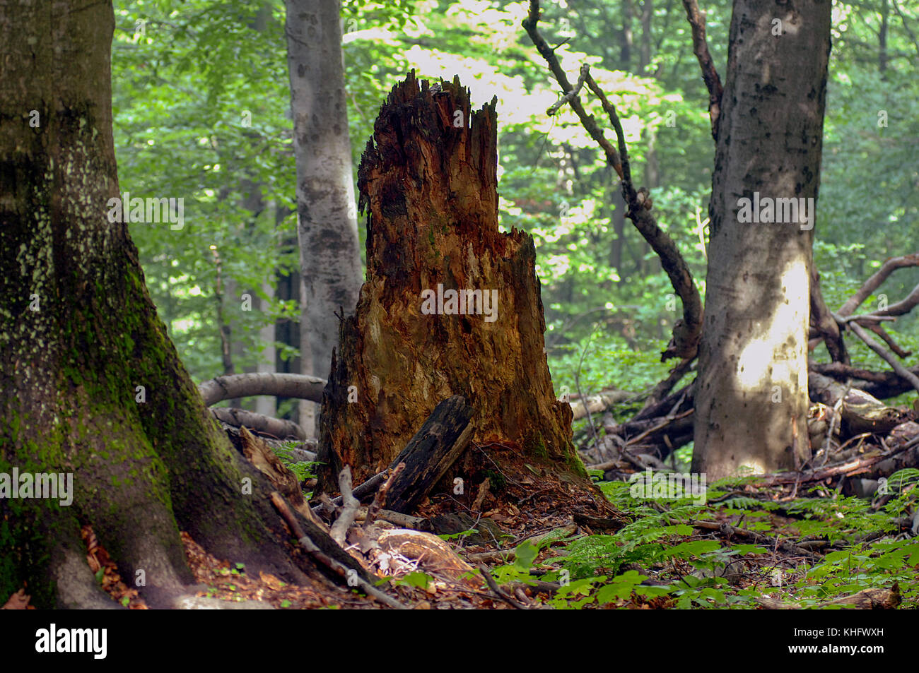 Mionsi beech-fir forest, Beskids, Beskid Mountains Stock Photo - Alamy